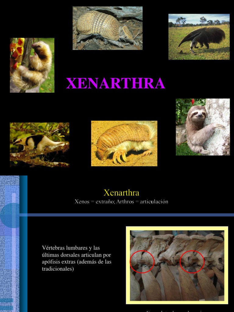 17-Xenarthra 2015.. | PDF | Naturaleza