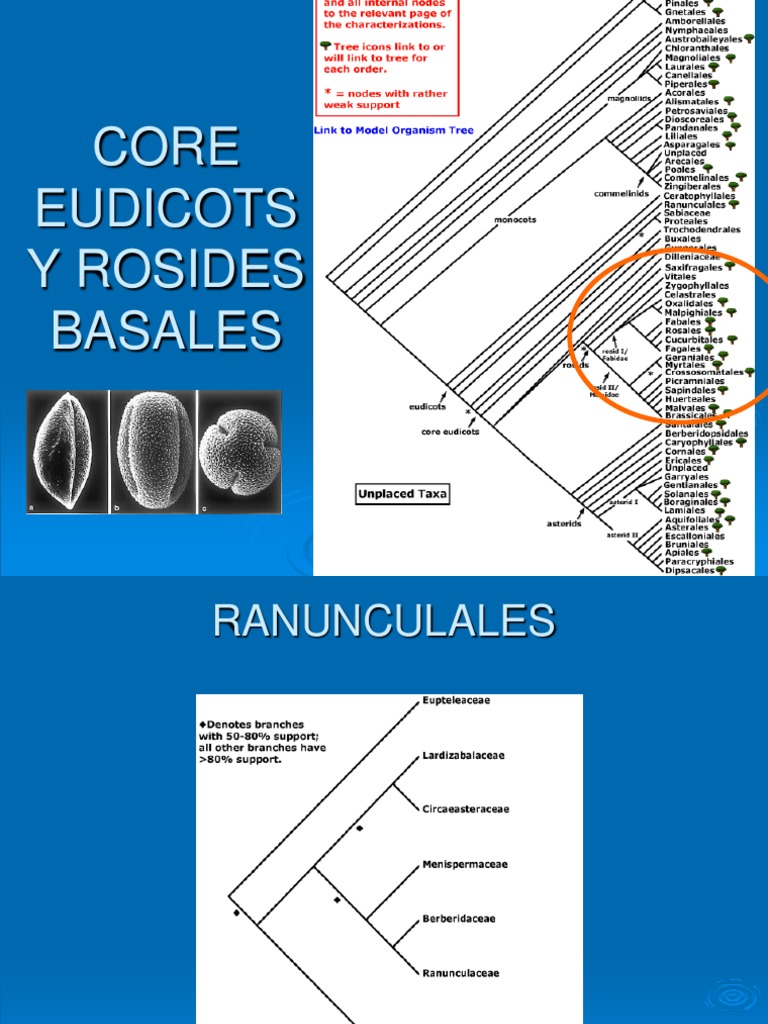 Eudicots Basales y Rosids Parte 1 | PDF | Flores | Plantas