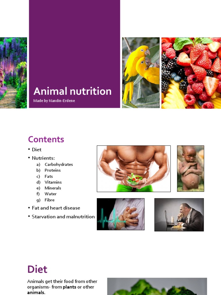 Understanding Animal Nutrition Basics | PDF