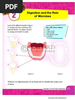 IGCSE Biology: Teeth Structure and Functions | PDF