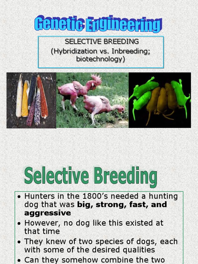 Selective Breeding (Hybridization vs. Inbreeding Biotechnology) | PDF ...