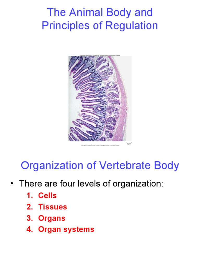 Animal Organ Systems | PDF | Epithelium | Nervous System