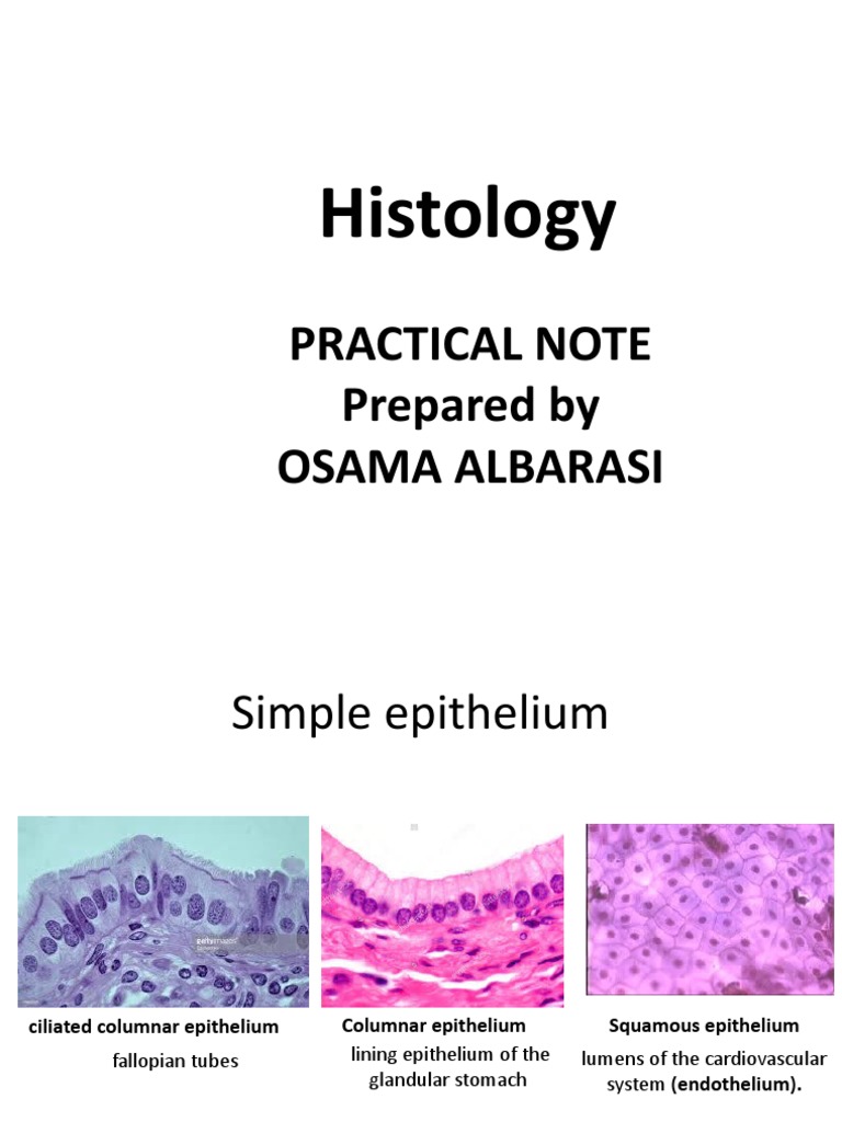 Histology: Practical Note Prepared by Osama Albarasi | PDF
