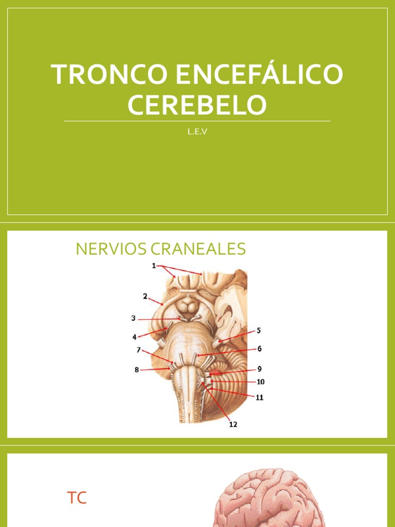 CLASE 7 Tronco Encefálico y Cerebelo PDF | PDF | Cerebelo | Anatomía
