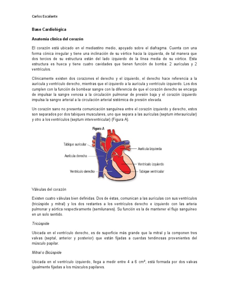 Principios Del Corazón y Modelo Matemático | PDF | Corazón ...