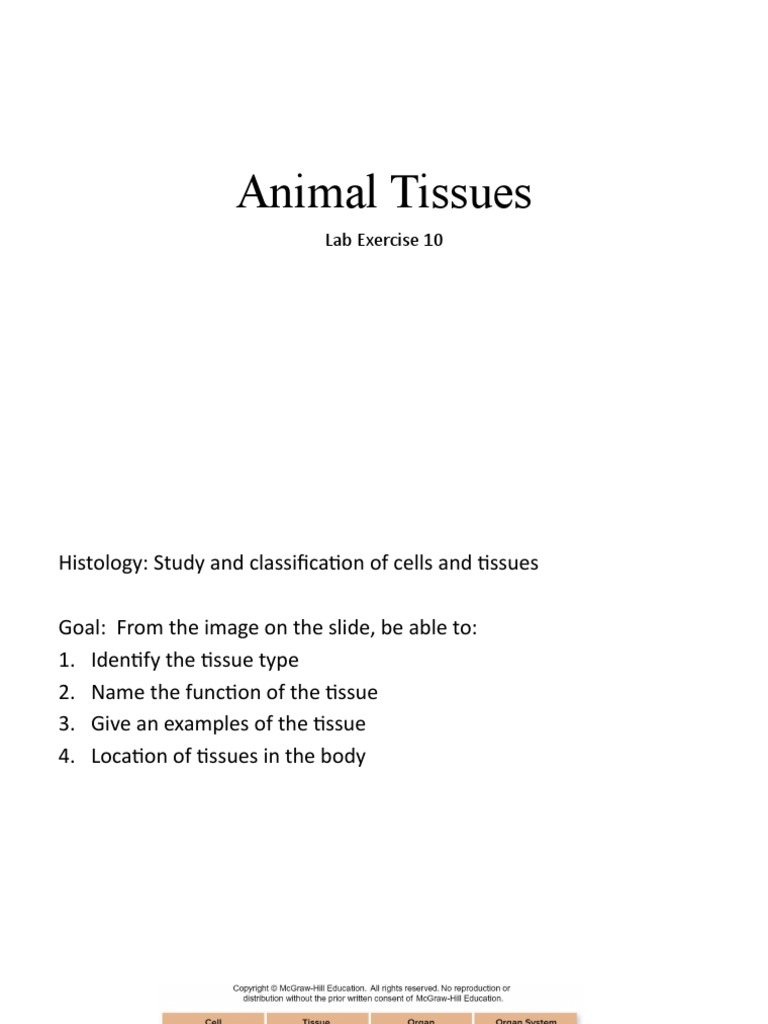 Animal Tissues Lab Slides | PDF | Epithelium | Tissue (Biology)