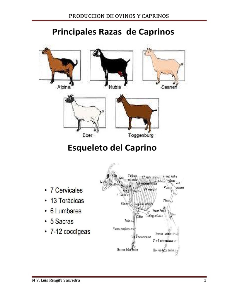 Anatomia Del Caprino y Ovino (Ook) | PDF