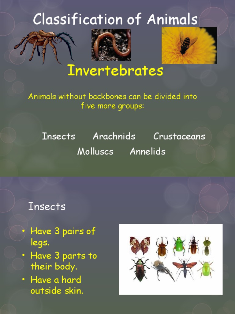 Classification of Animals: Invertebrates | PDF