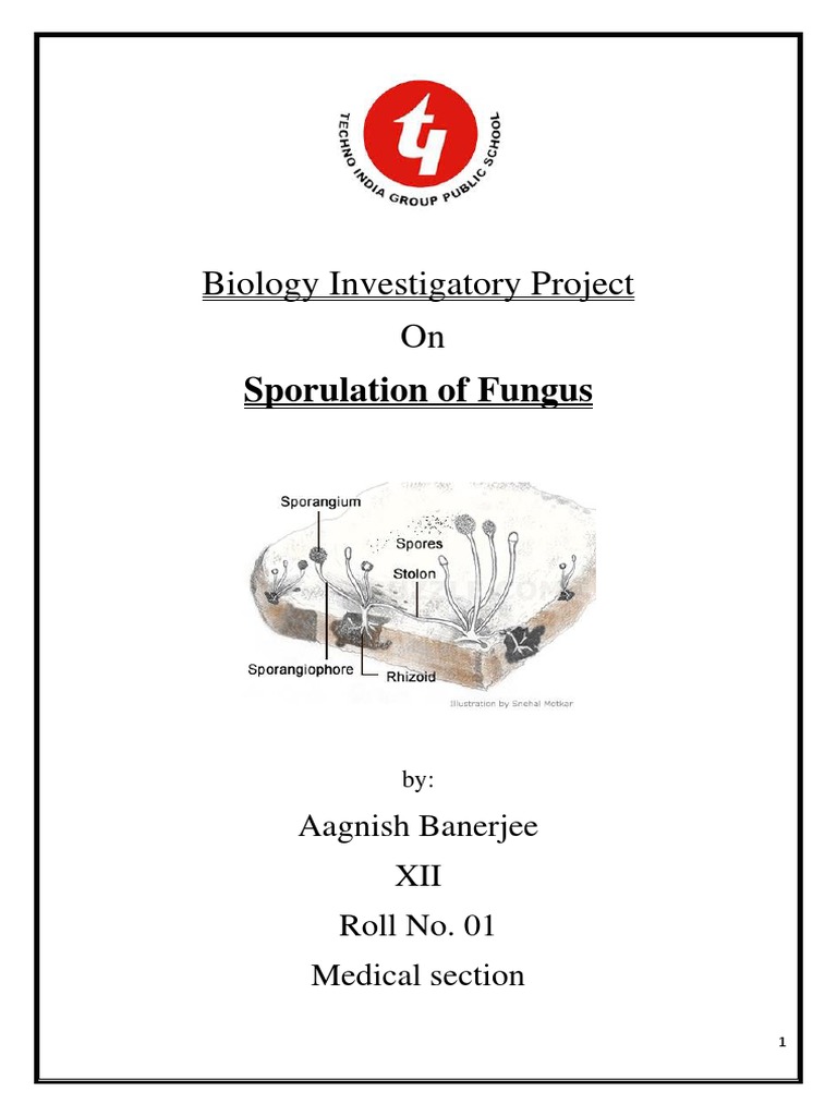 Sporulation of Fungus Project Biology (Cbse 12) | PDF | Fungus | Spore