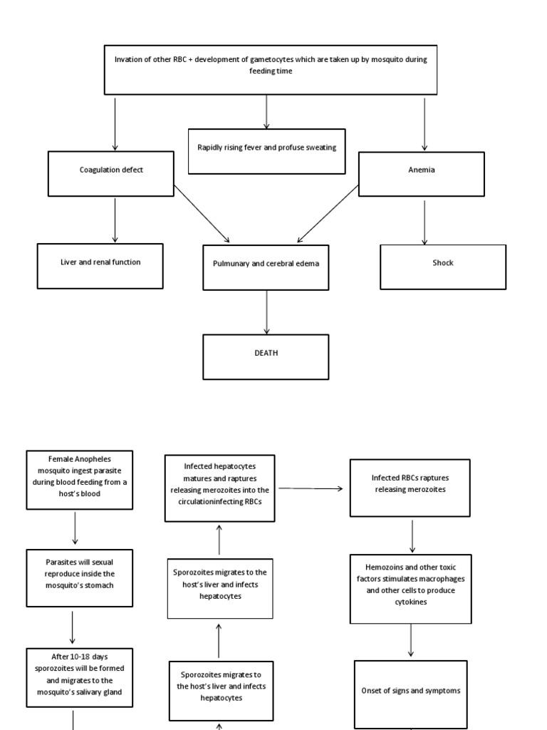 Malaria Pathophysiology Flowchart | PDF