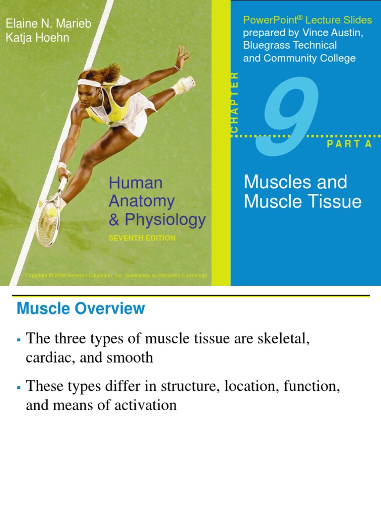 9 Muscle Teaching Slides PDF | PDF | Muscle Contraction | Neuromuscular ...