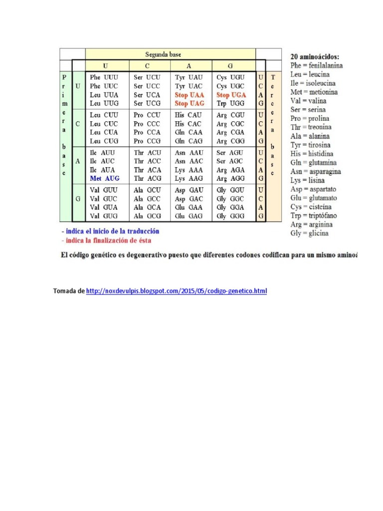 Tabla Código Genético PDF | PDF