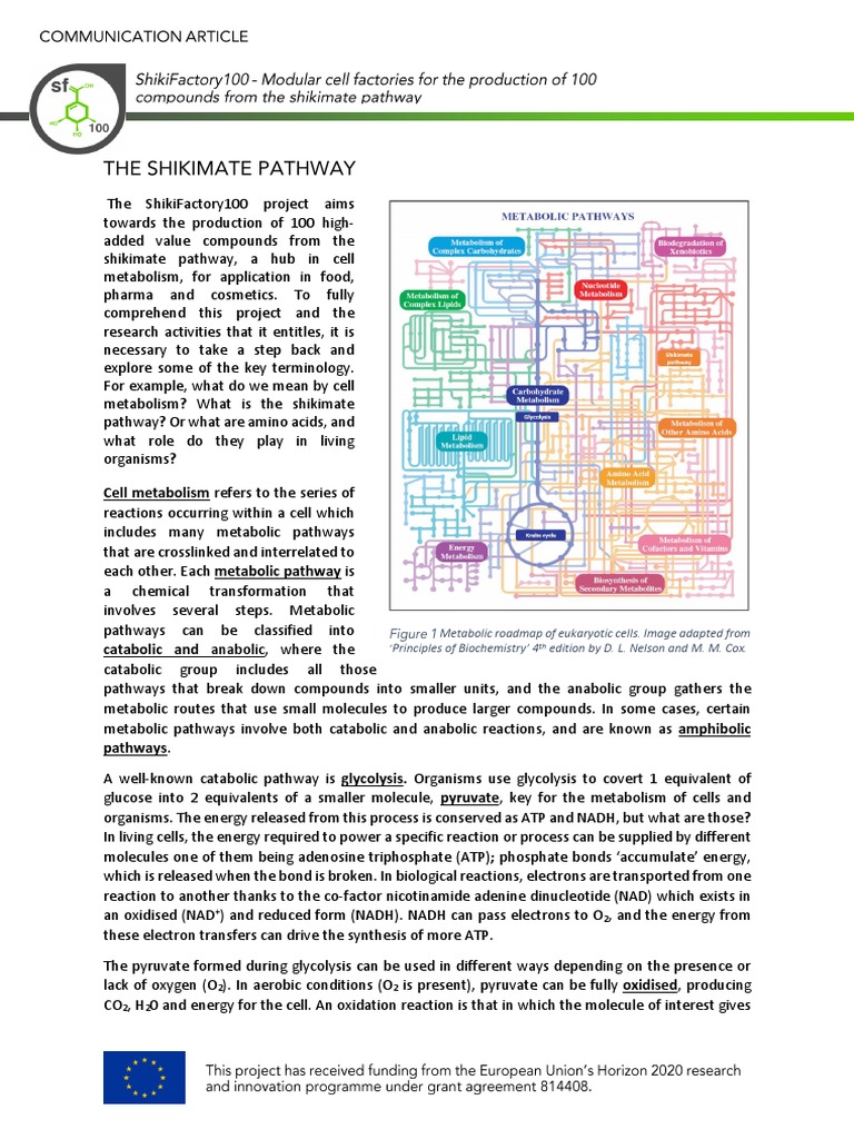 Cell Metabolism Refers To The Series of | PDF | Metabolic Pathway | Metabolism