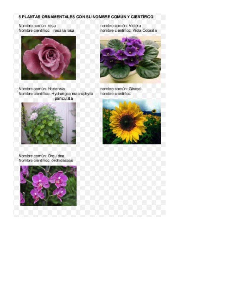 5 Plantas Medicinales | PDF