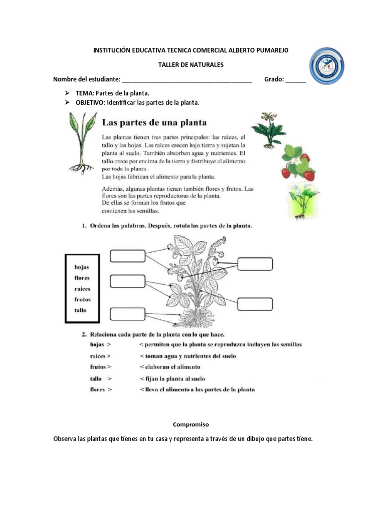 Partes de La Plantas Naturales | PDF