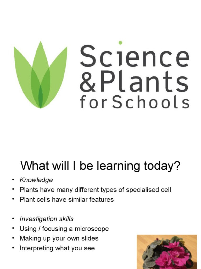 SAPS - African Violets Under The Microscope Powerpoint | PDF | Petal | Leaf