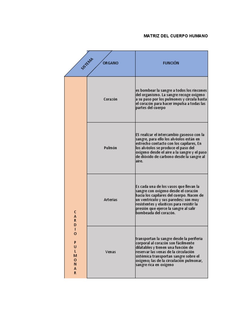 Matriz Del Cuerpo Humano | PDF | Sistema nervioso | Digestión