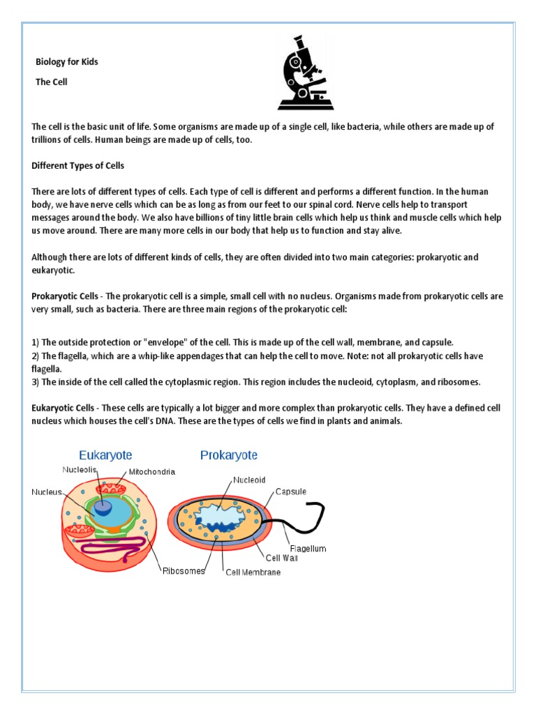 Biology For Kids Types of Cells | PDF | Cell Nucleus | Cell (Biology)