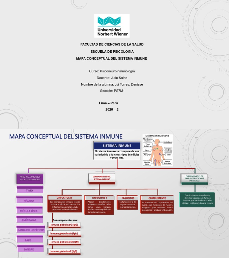 Mapa Conceptual Sistema Inmune | PDF | Sistema inmune | Linfocitos