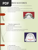 Conectores Mayores PPR | PDF | Boca | Ramas de Odontología