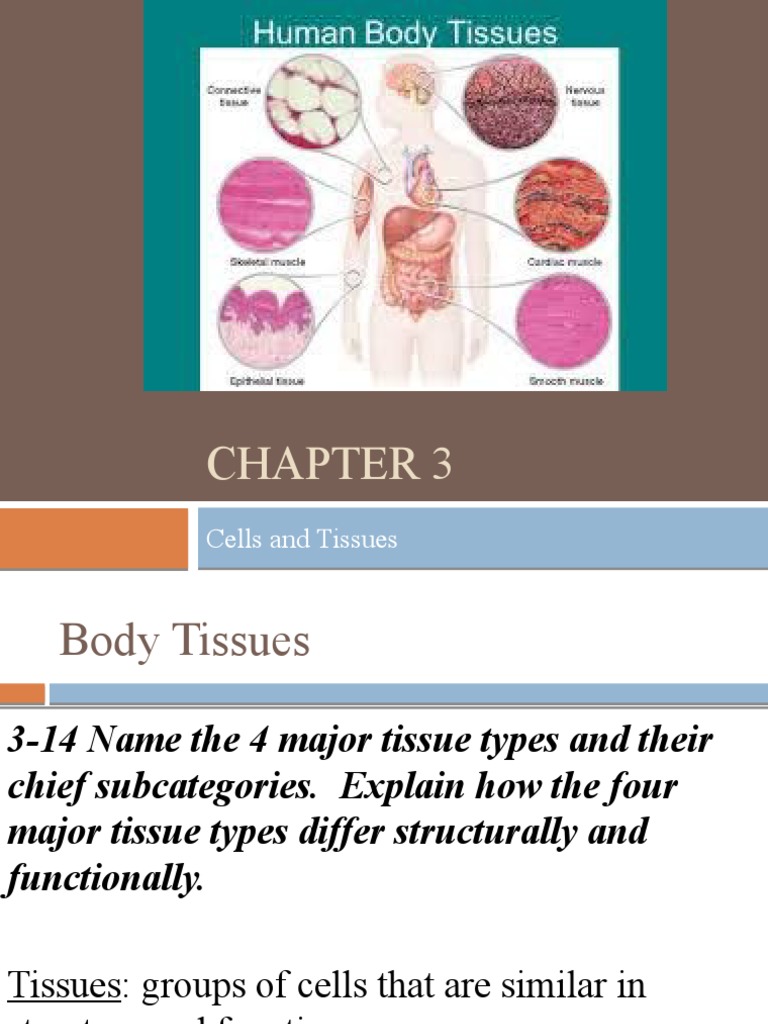 Ch. 3 Notes - Epitheal Tissues | PDF | Epithelium | Tissue (Biology)