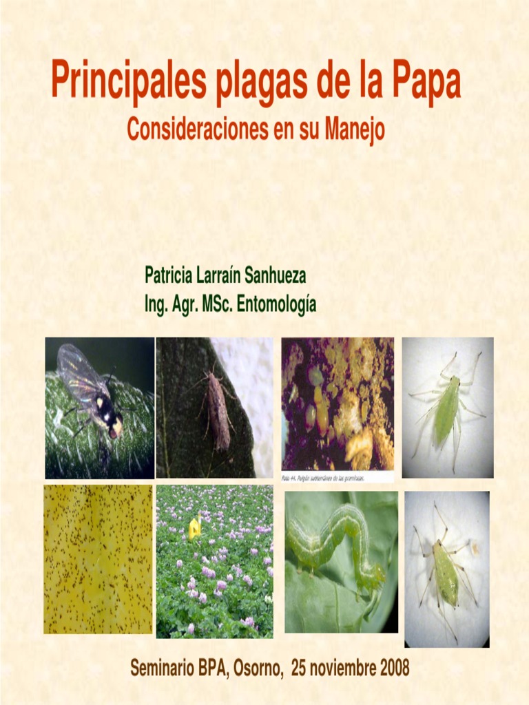 Principales Plagas de La Papa PDF | PDF | Pesticida | Plaga (organismo)