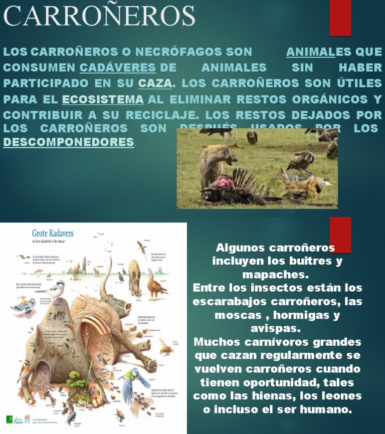 Carroñeros Exposicion | PDF