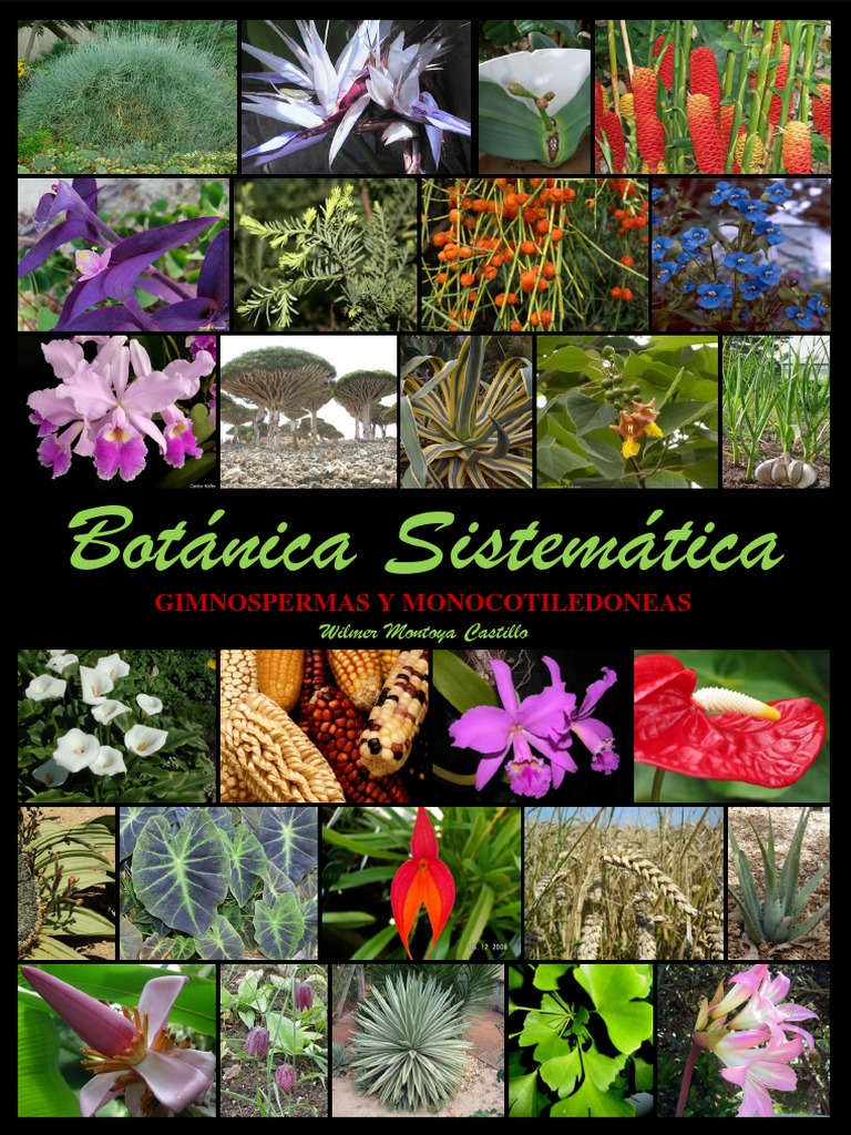 Manual de Botánica Sistemática | PDF | Biología | Plantas