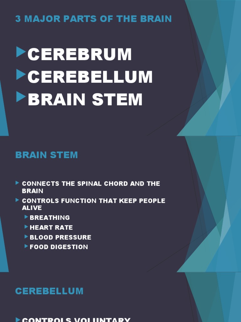 3 Major Parts of The Brain | PDF