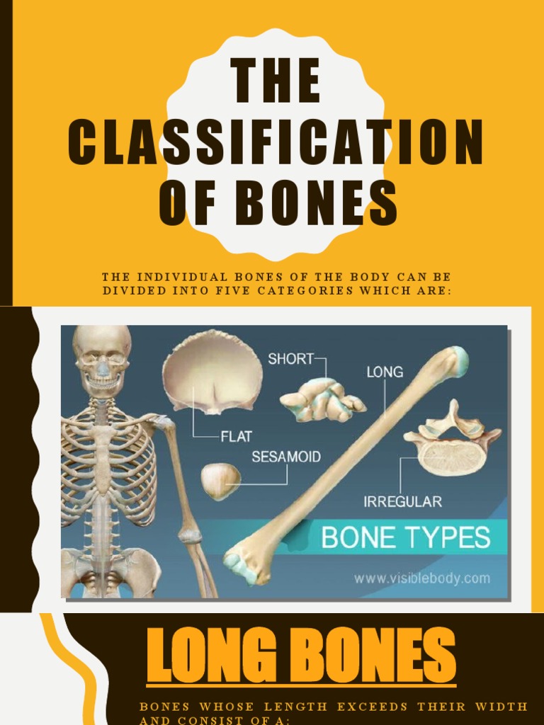 ANAPHY - Skeletal System | PDF | Vertebral Column | Vertebra