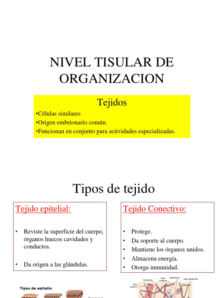 2 Nivel Tisular de Organizacion PDF | PDF | Epitelio | Anatomía