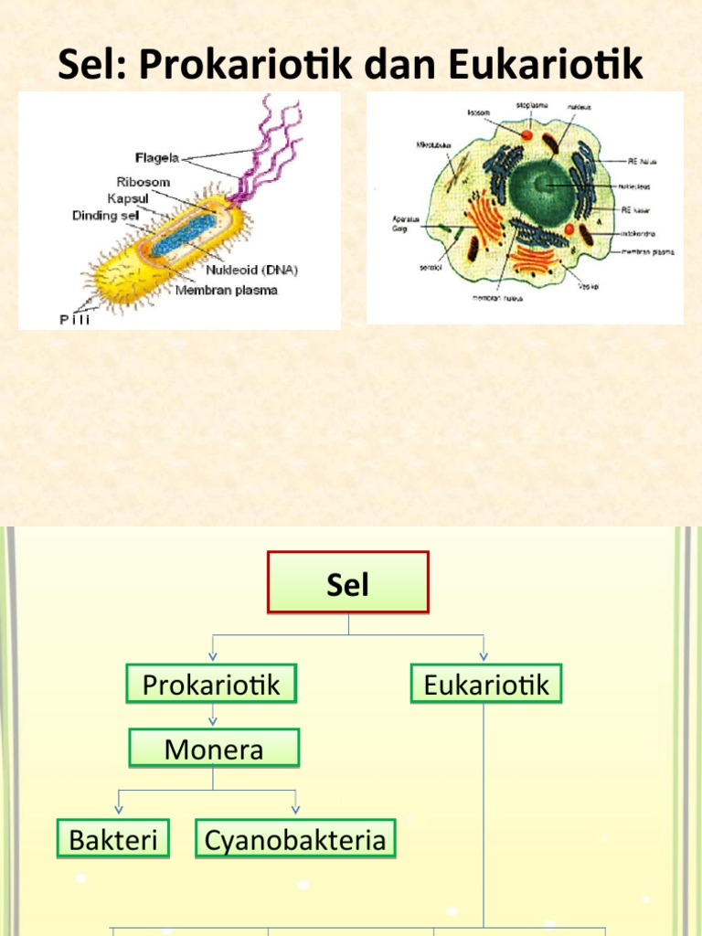 Pertemuan 3 Sel Prokariotik Dan Sel Eukariotik Pdf