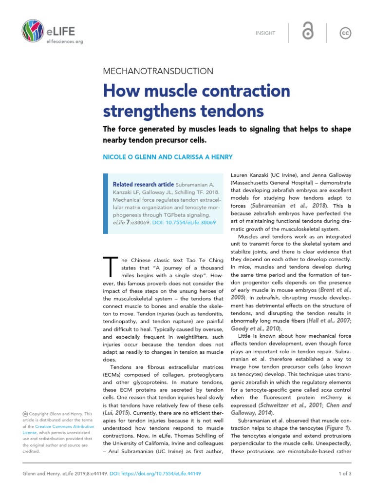 How Muscle Contraction Strengthens Tendons PDF | PDF | Tendon ...