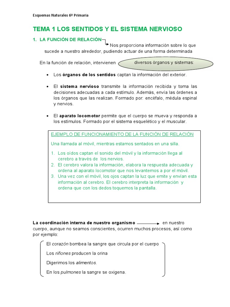 Tema 1 Los Sentidos y El Sistema Nervioso | PDF | Sistema nervioso ...