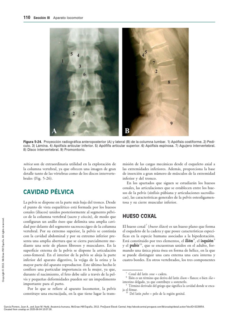 Cavidad Pelvica Pdf Pelvis La Columna Vertebral
