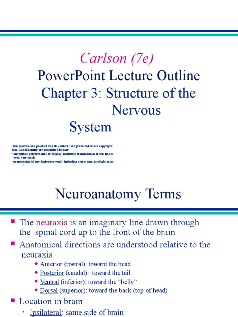 Lesson-3 Structure of The Nervous System | PDF | Cerebral Cortex ...