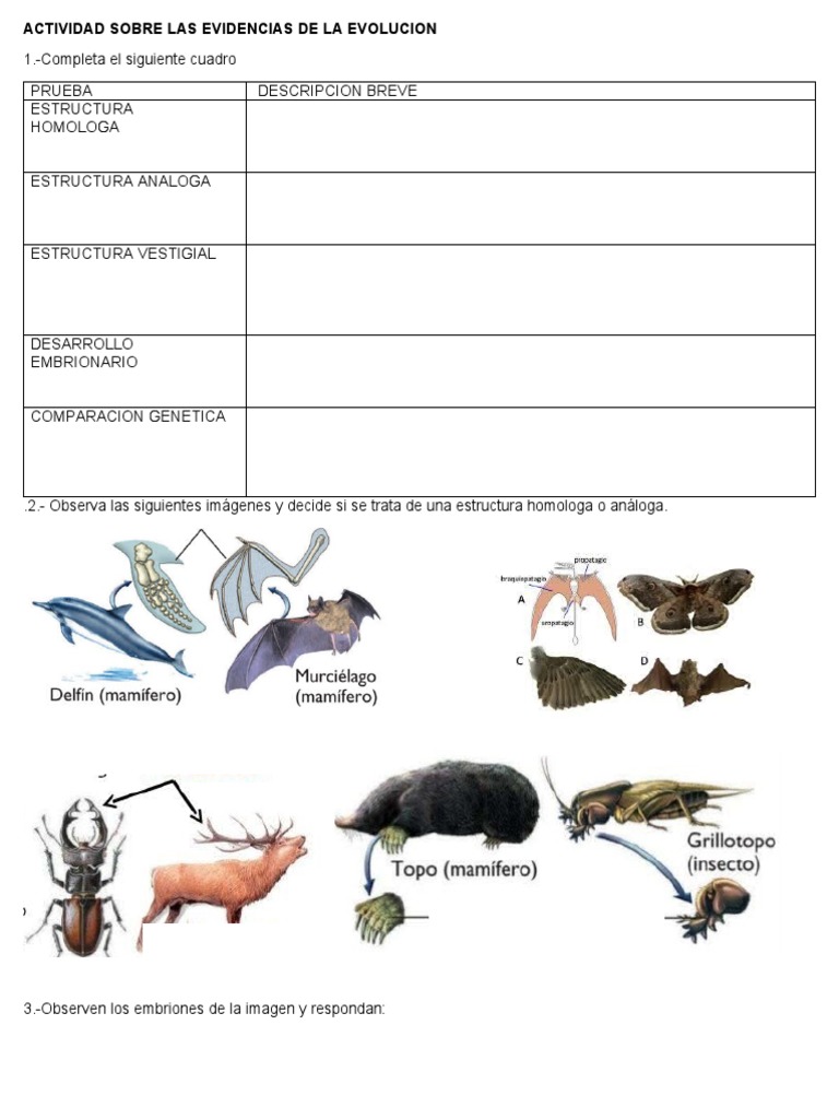Actividad Sobre Las Evidencias de La Evolucion | PDF