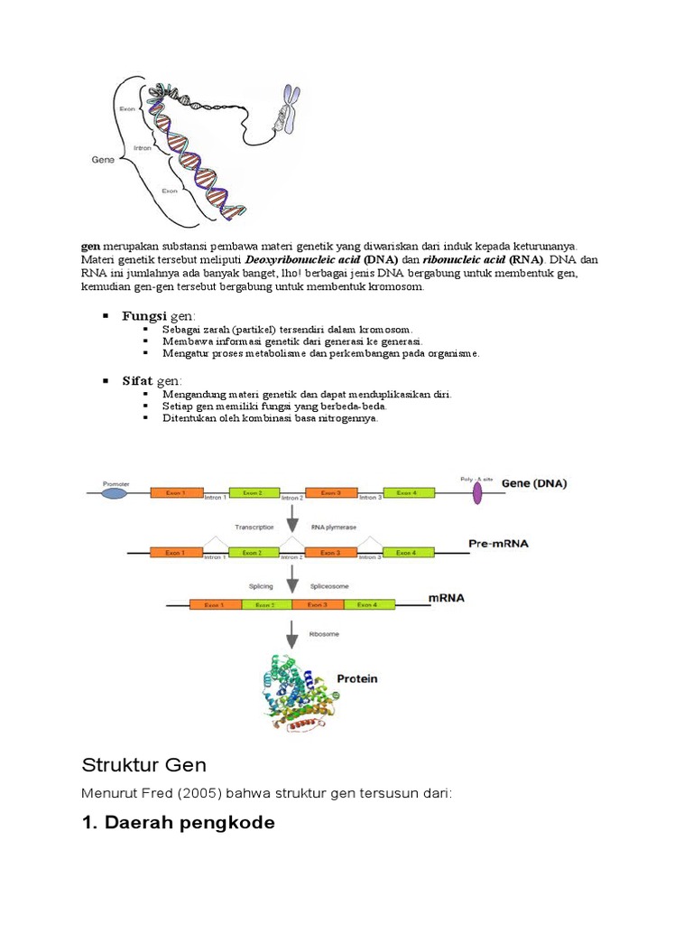 Struktur dan Fungsi Gen dalam Genetika | PDF
