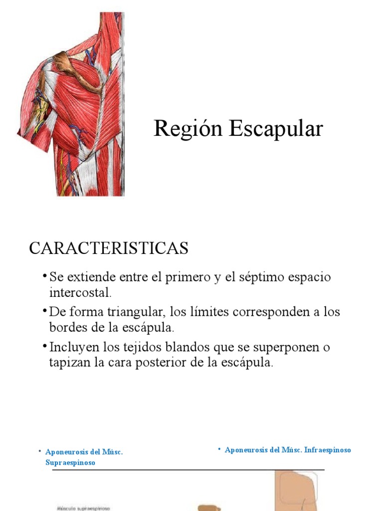 Región Escapular-REDUCIDO | PDF