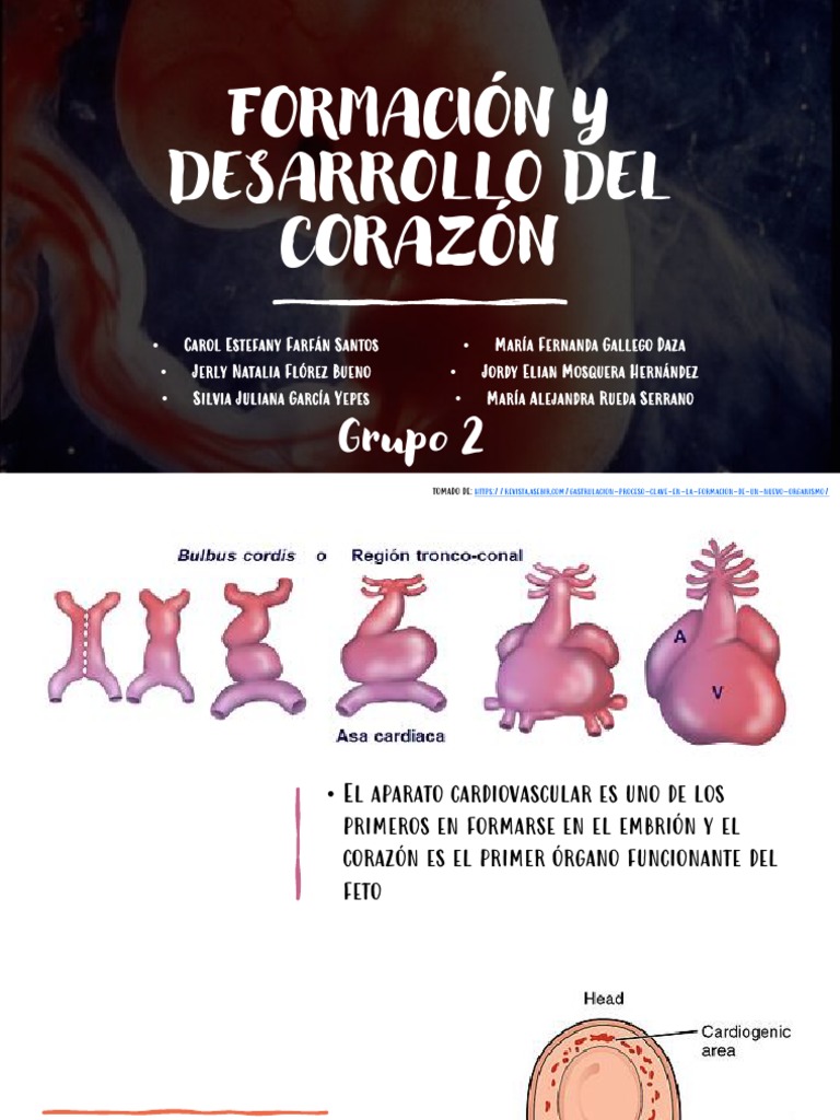 Formación Y Desarrollo Del Corazón: Grupo 2 | Descargar gratis PDF ...