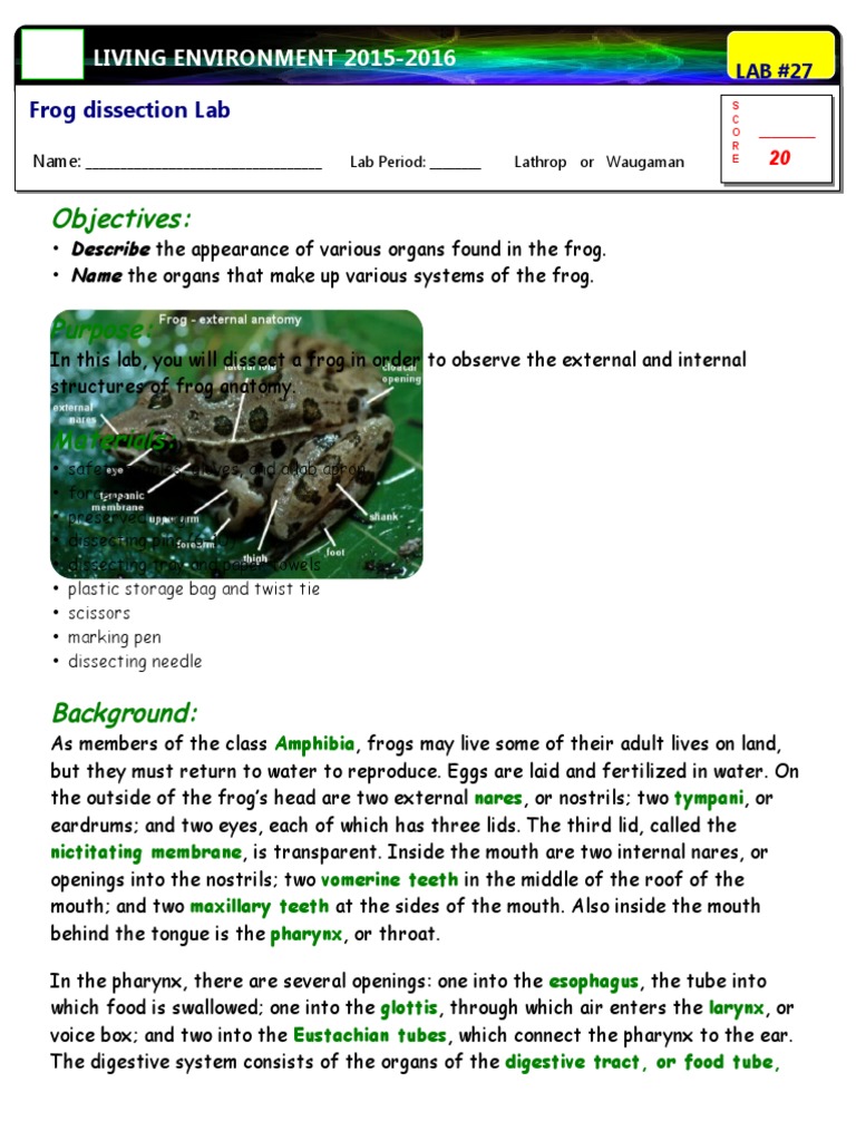 Frog Anatomy Dissection Guide | PDF | Human Digestive System | Frog