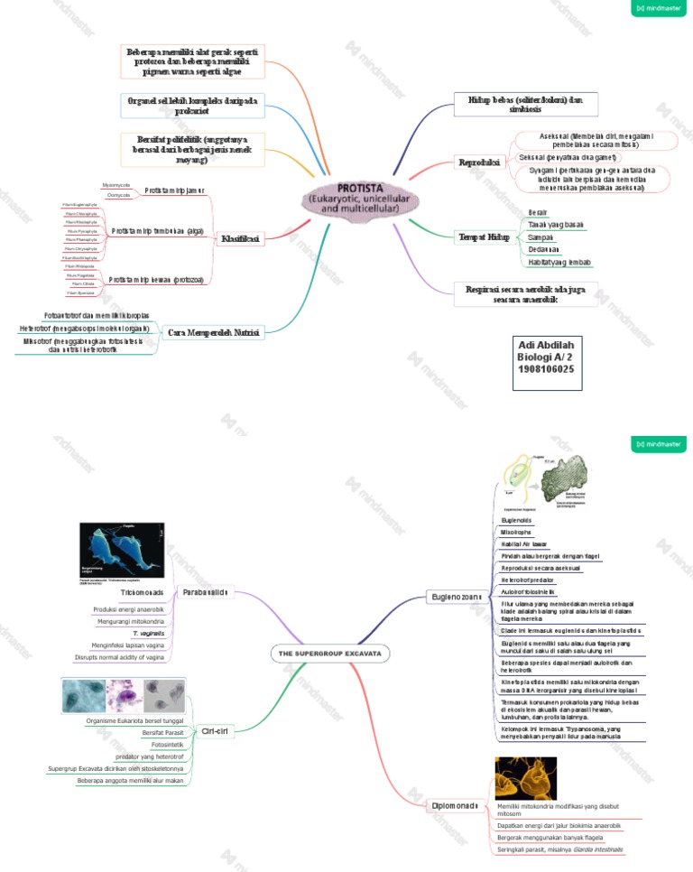 MindMap Protista - Ciri Umum Dan Excavata | PDF