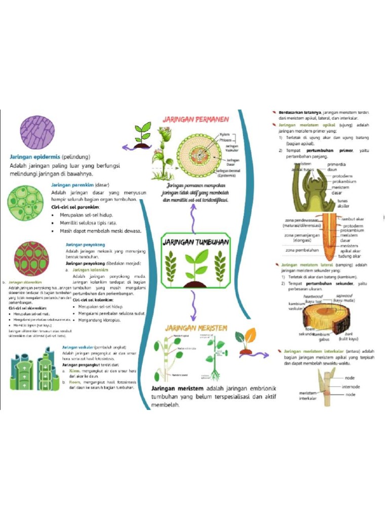 MindMap Jaringan Tumbuhan | PDF