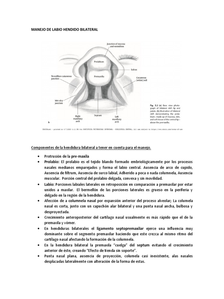 Manejo del Labio Hendido Bilateral | PDF | Labio | Cabeza y cuello humanos