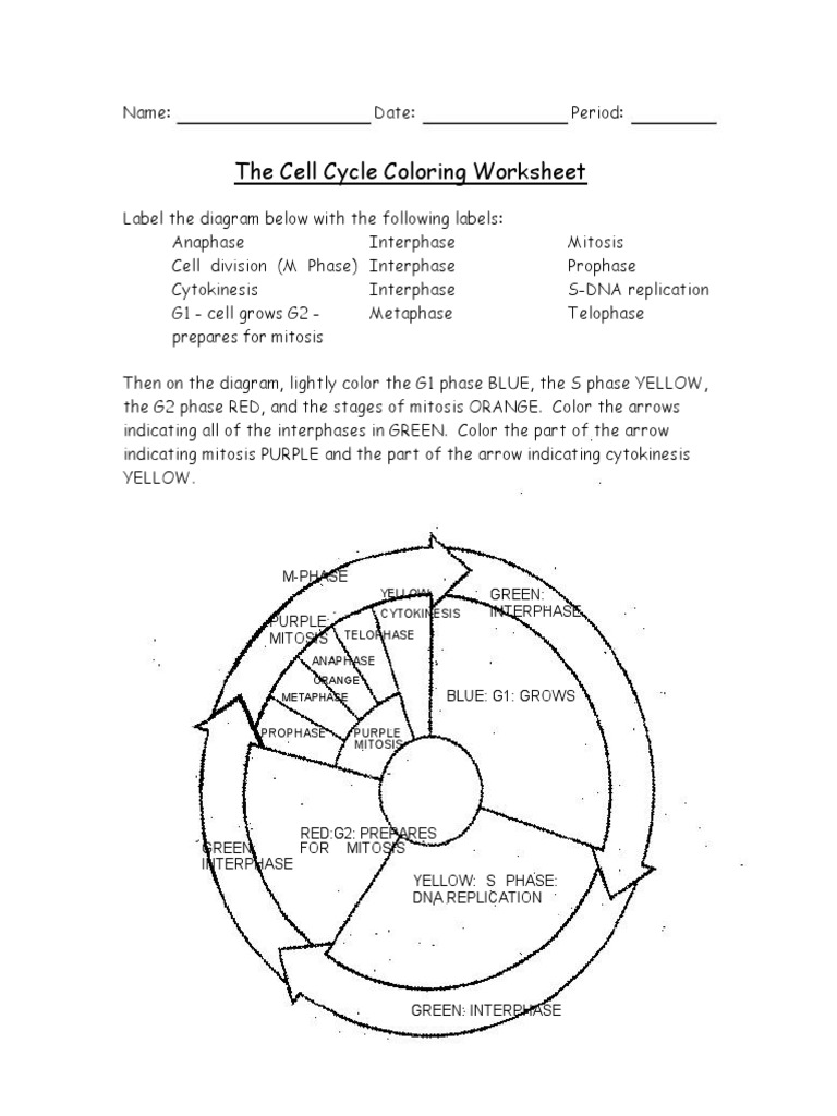 The Cell Cycle Coloring Worksheet: M-Phase Purple: Mitosis Green ...