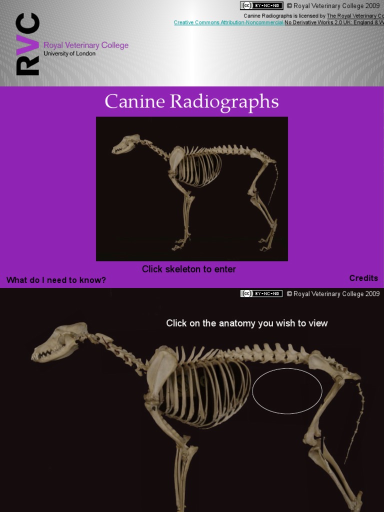 Canine Radiographs: Click Skeleton To Enter | PDF | Skull | Human Anatomy