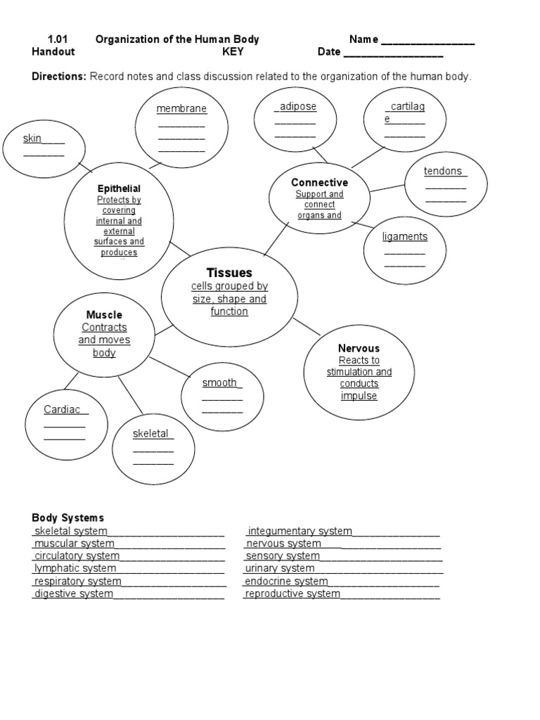 Human Body Organ Systems Worksheet