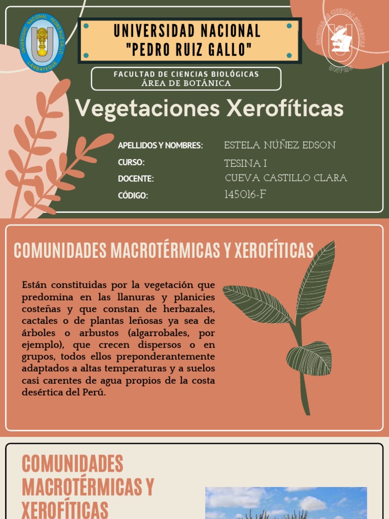 Vegetaciones Xerofíticas PDF | PDF | Hoja | Desierto