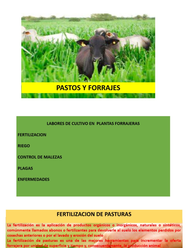Clase 8 Pastos y Forrajes | PDF | Fertilizante | Riego