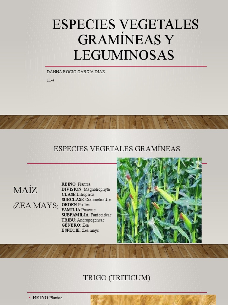 Gramíneas y Leguminosas: Guía Básica | PDF | Césped | Organismos